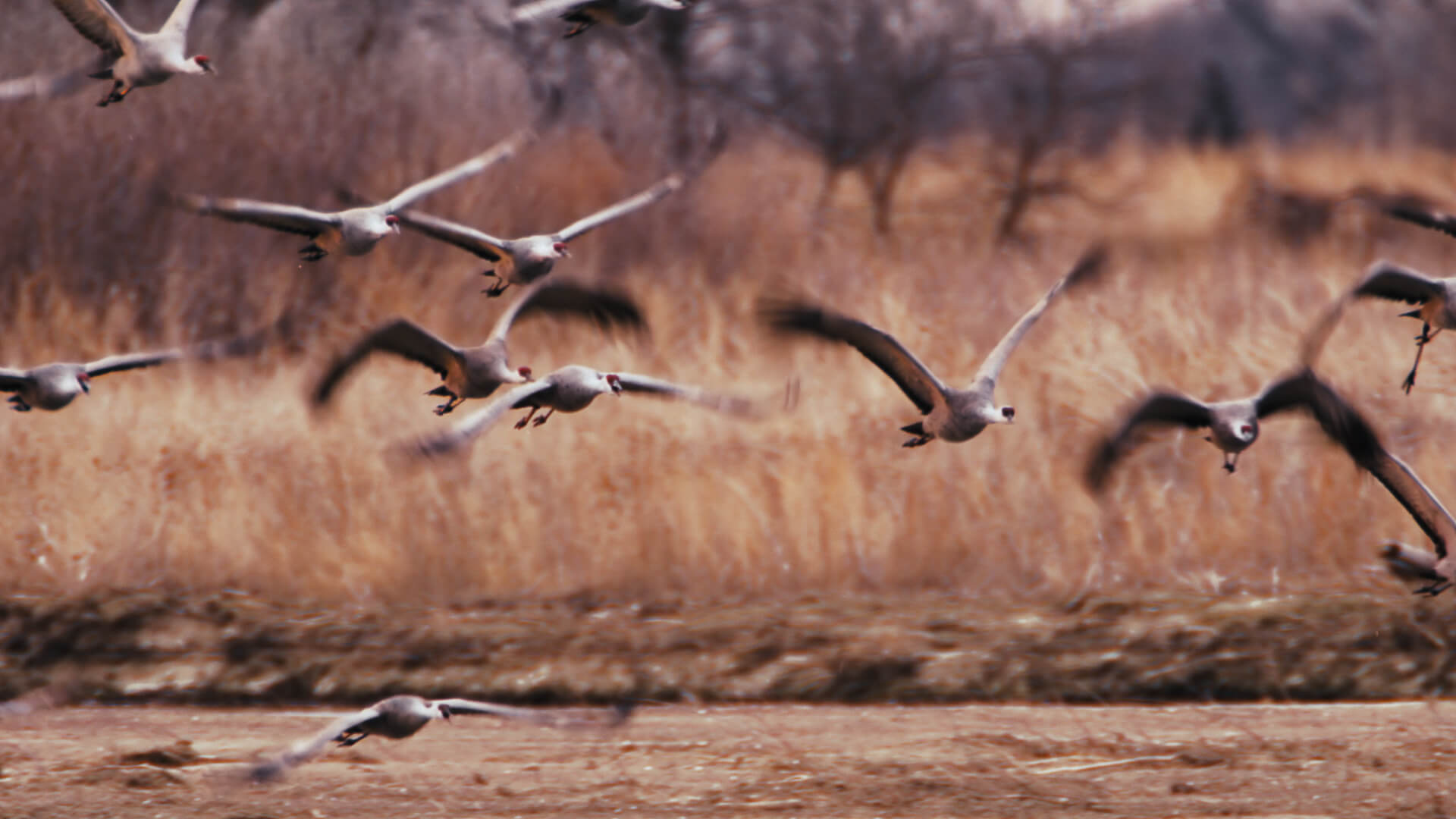Cranes - The Great Plains Motion Picture Company
